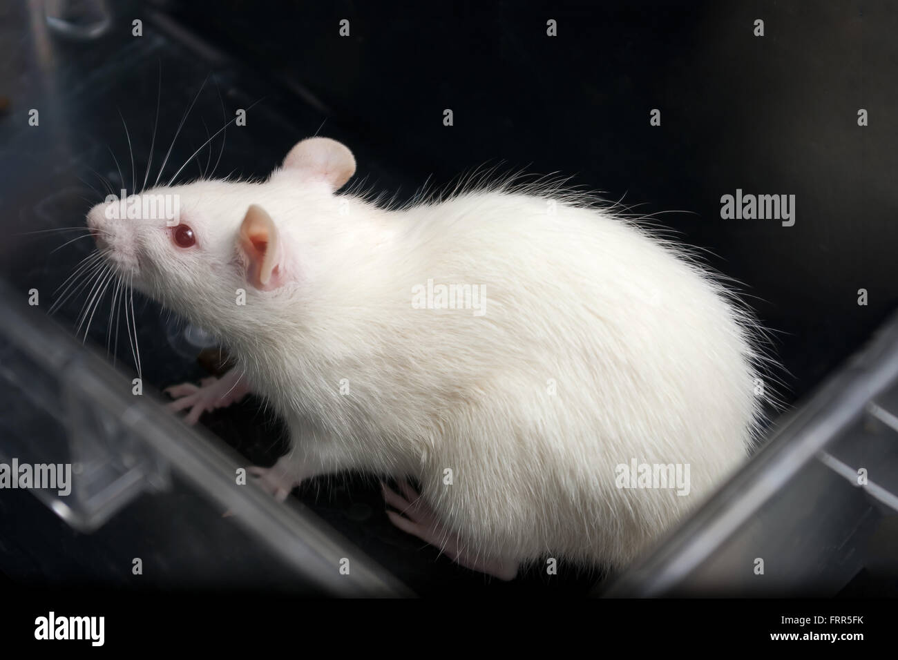 white (albino) laboratory rat in acrylic cage Stock Photo - Alamy