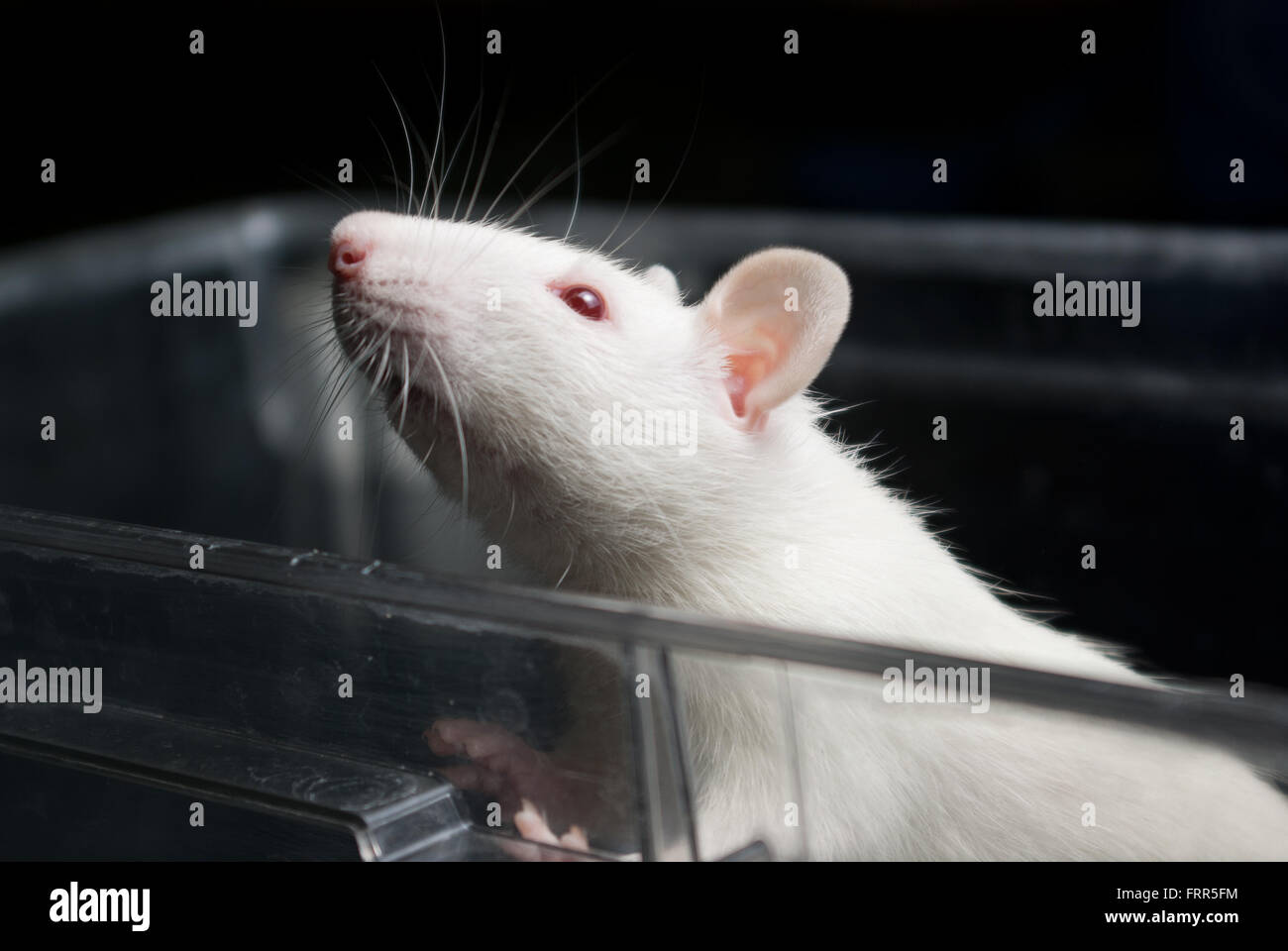 white (albino) laboratory rat in acrylic cage peeking and climbing out ...