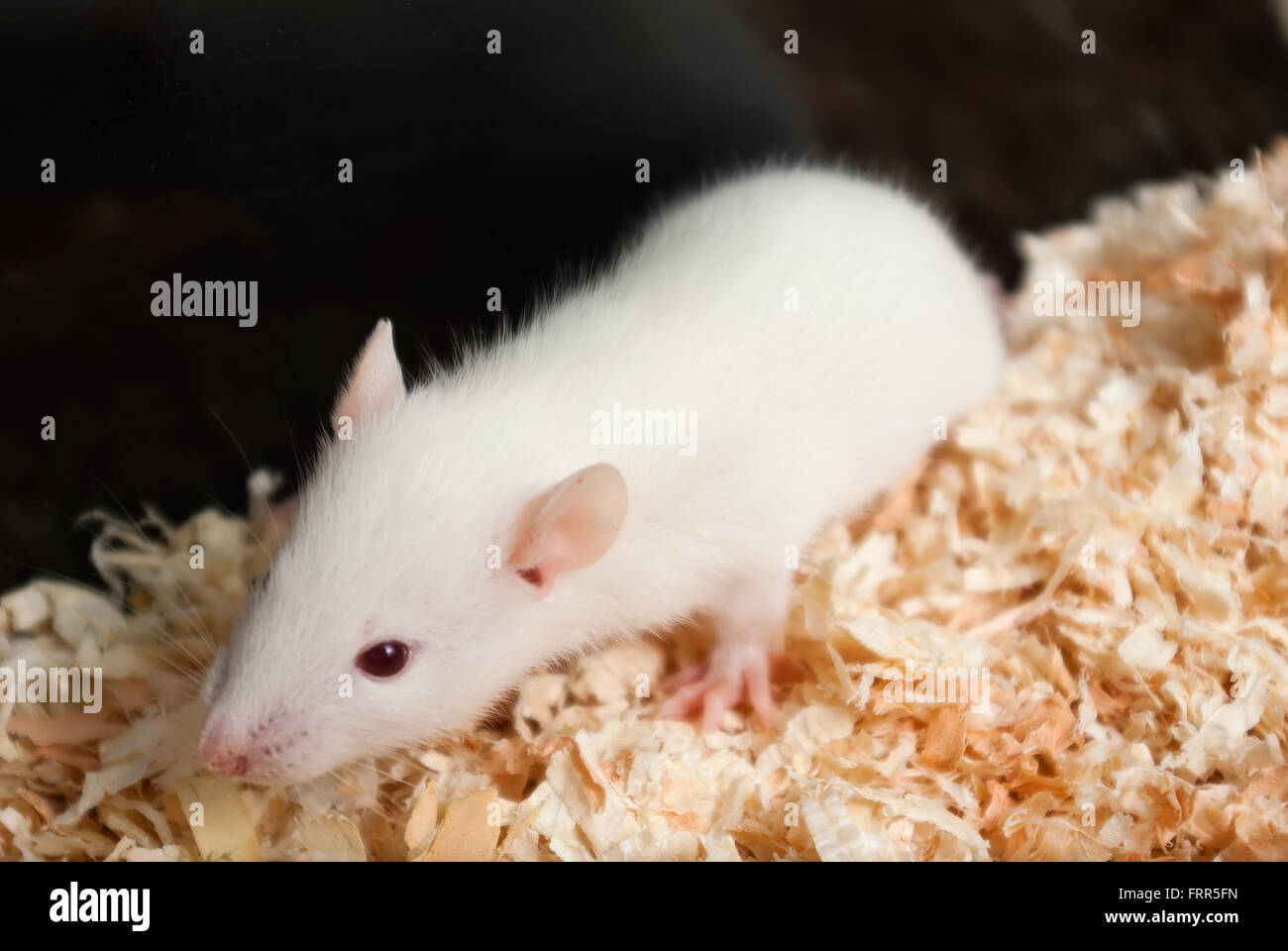 baby albino rat Stock Photo - Alamy