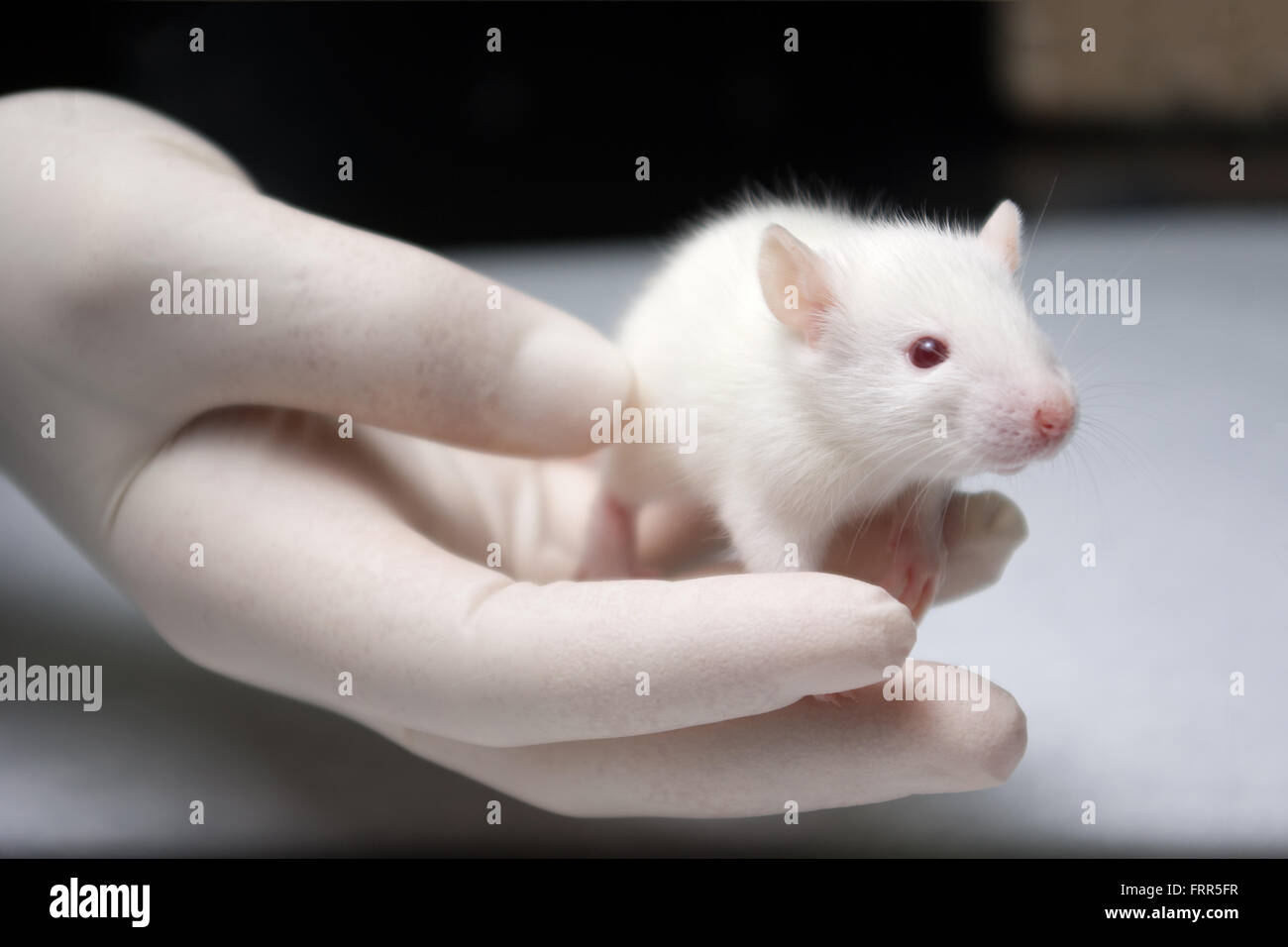 White Albino Laboratory Rat In High Resolution Stock Photography and ...