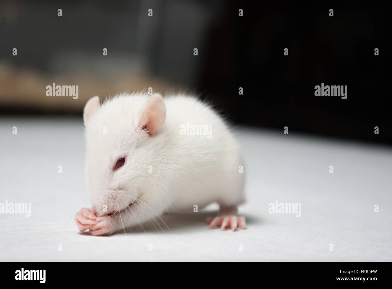 White Albino Laboratory Rat In High Resolution Stock Photography and ...