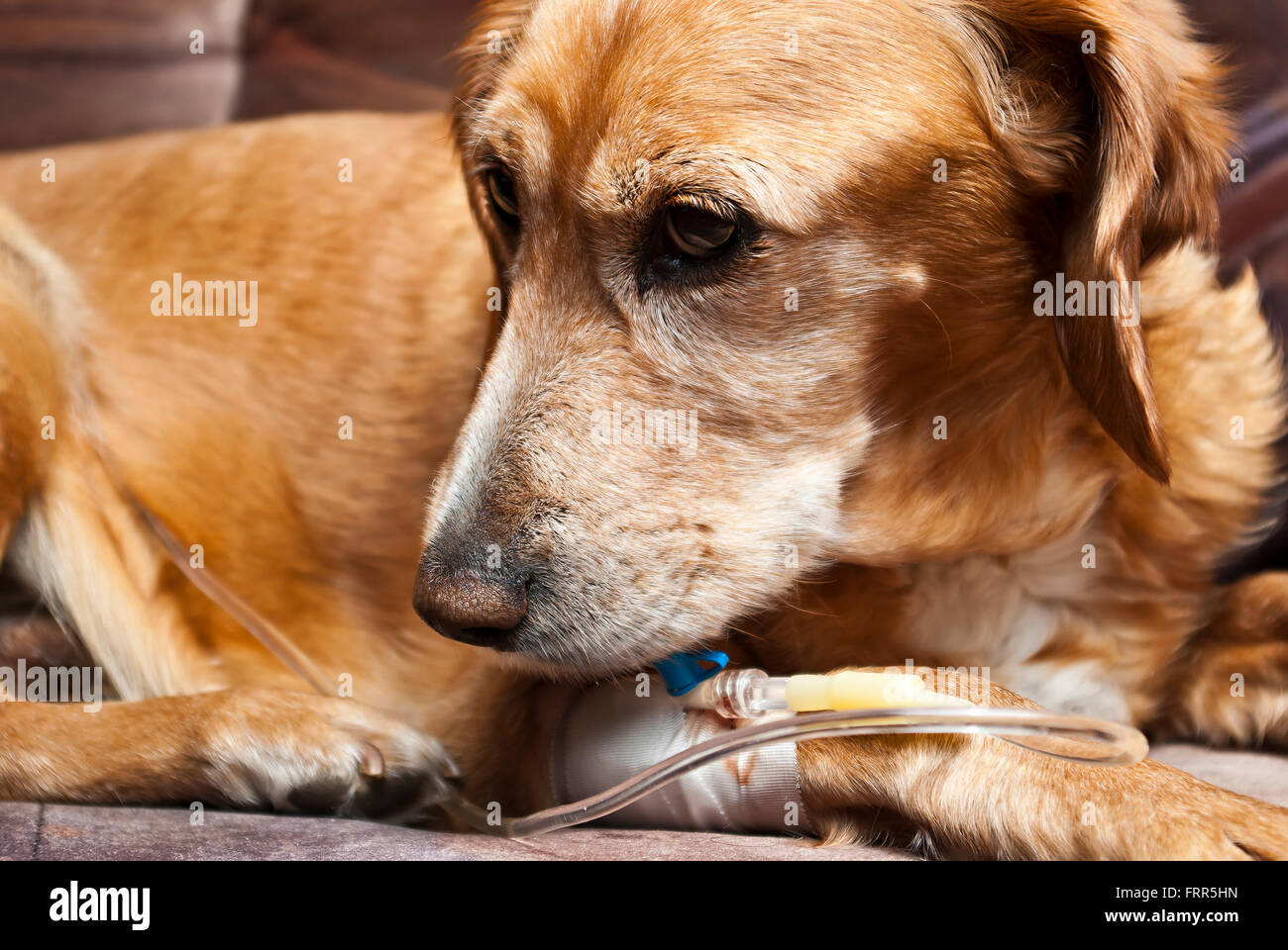dog lying on bed with cannula in vein taking infusion Stock Photo - Alamy