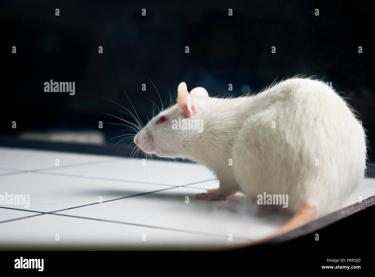 white (albino) laboratory rat on board during experiment Stock Photo ...