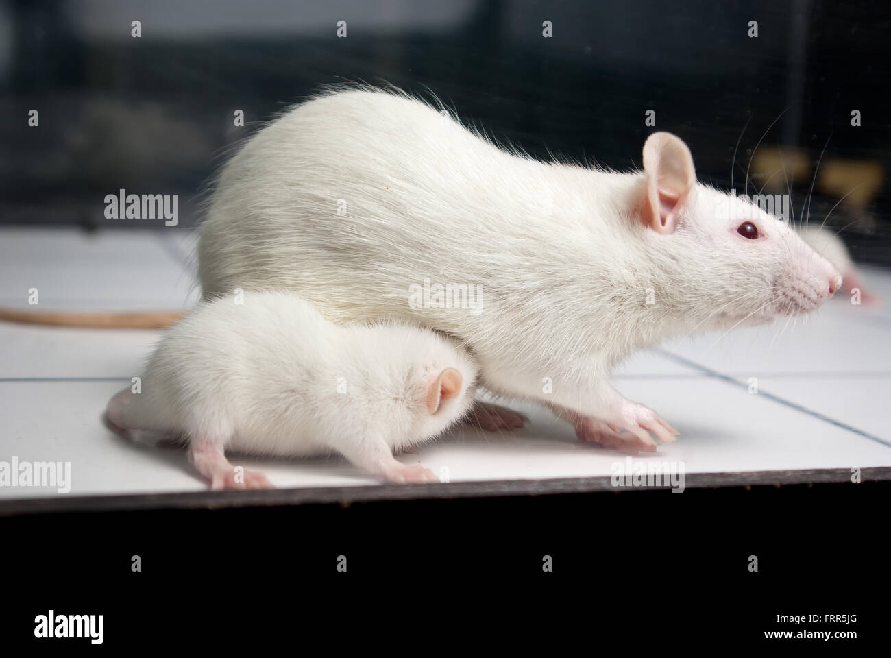 white (albino) rat with baby rat on open field board Stock Photo - Alamy