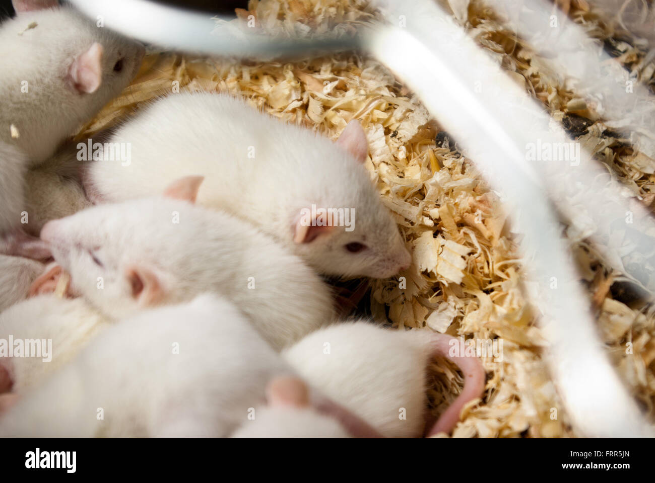 baby albino rats sleeping in cage Stock Photo - Alamy