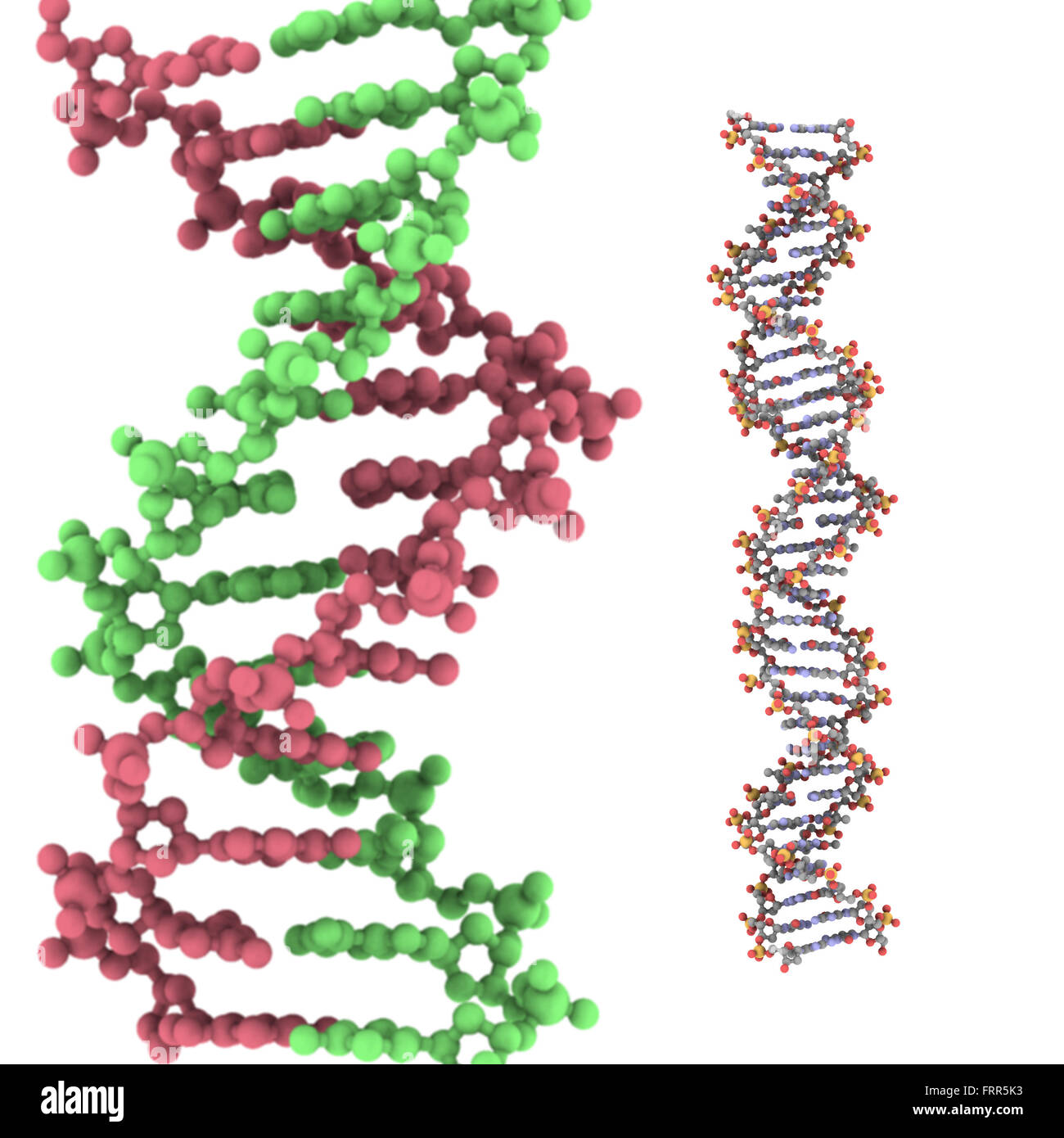 Computer dna model hi-res stock photography and images - Alamy