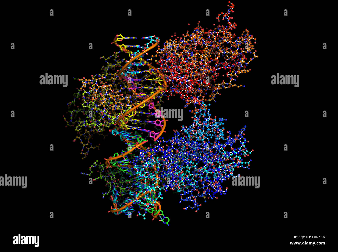 A ball and stick model of molecules of protein p53 binding to a strand ...