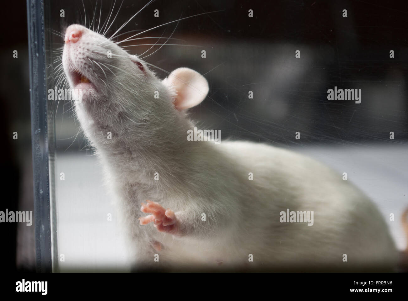white (albino) laboratory rat in acrylic cage peeking and climbing out ...