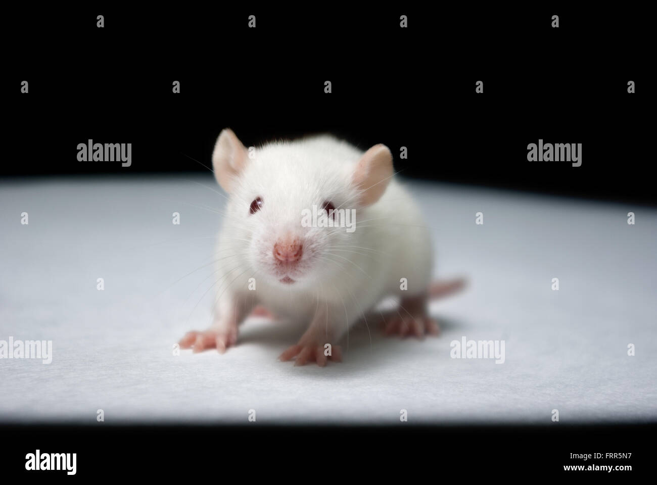 White albino laboratory rat in hi-res stock photography and images - Alamy