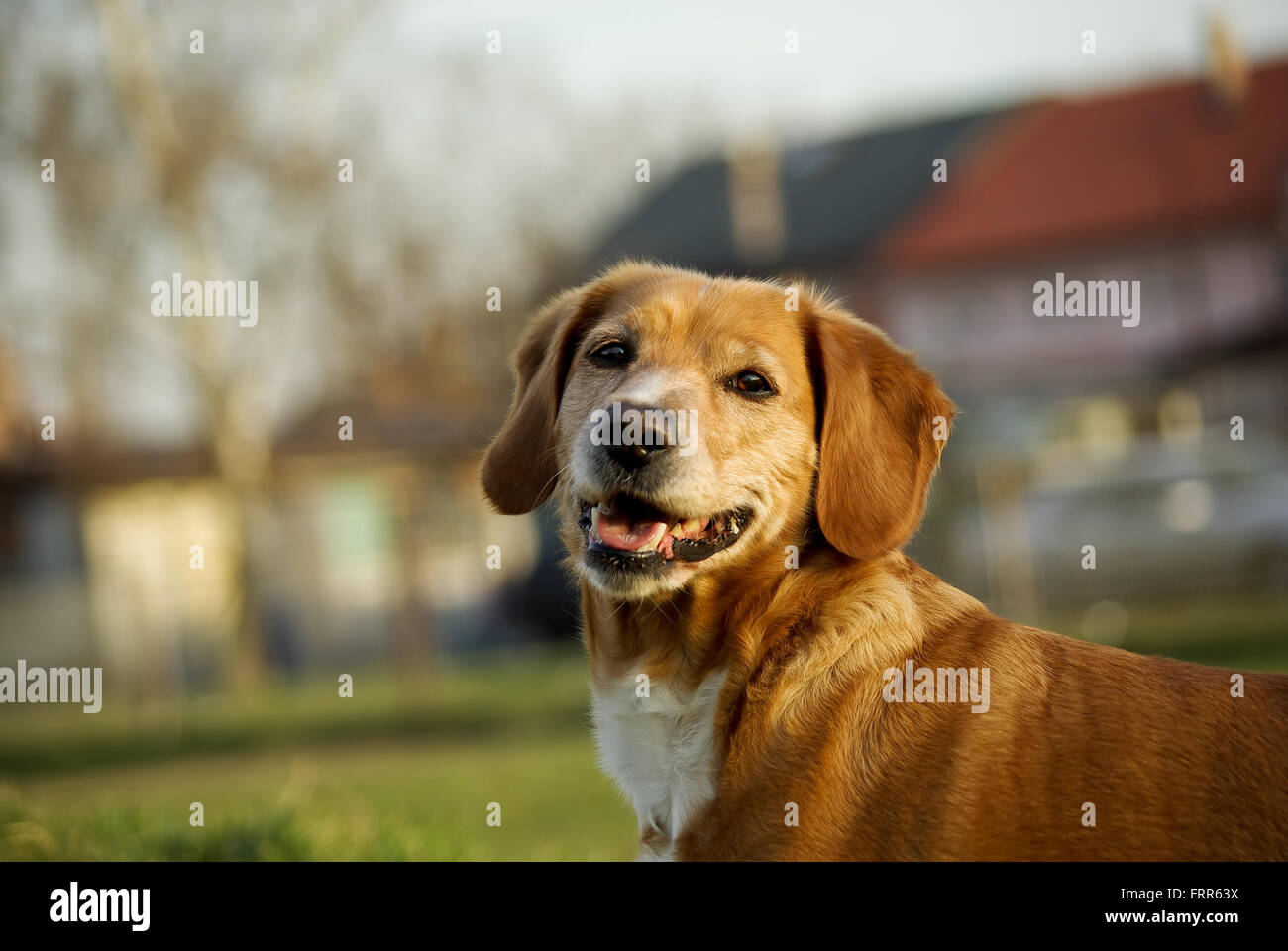 Peaceful canine hi-res stock photography and images - Alamy
