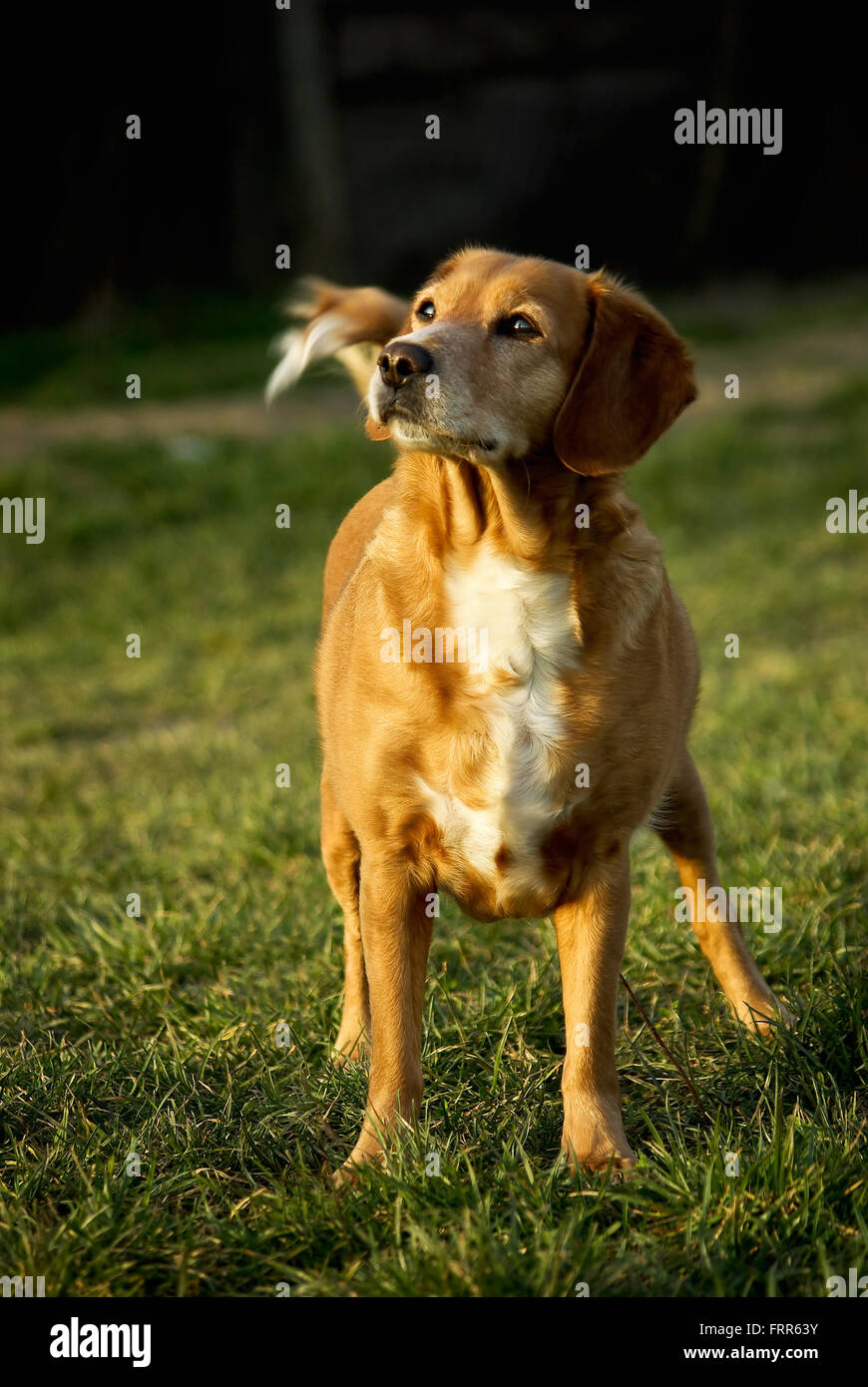 dog playing catch Stock Photo - Alamy