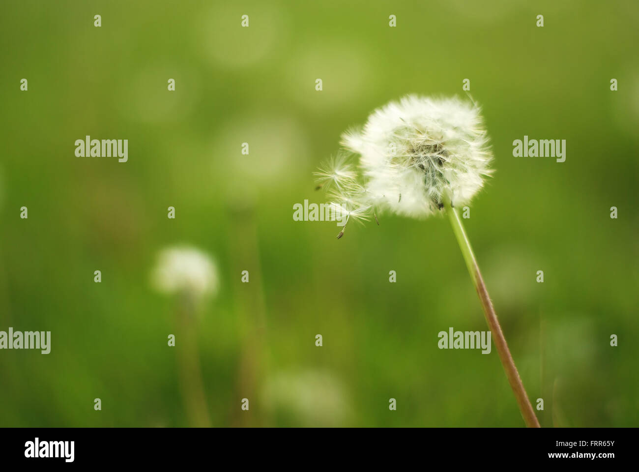 dandelion in the wind with green background Stock Photo - Alamy
