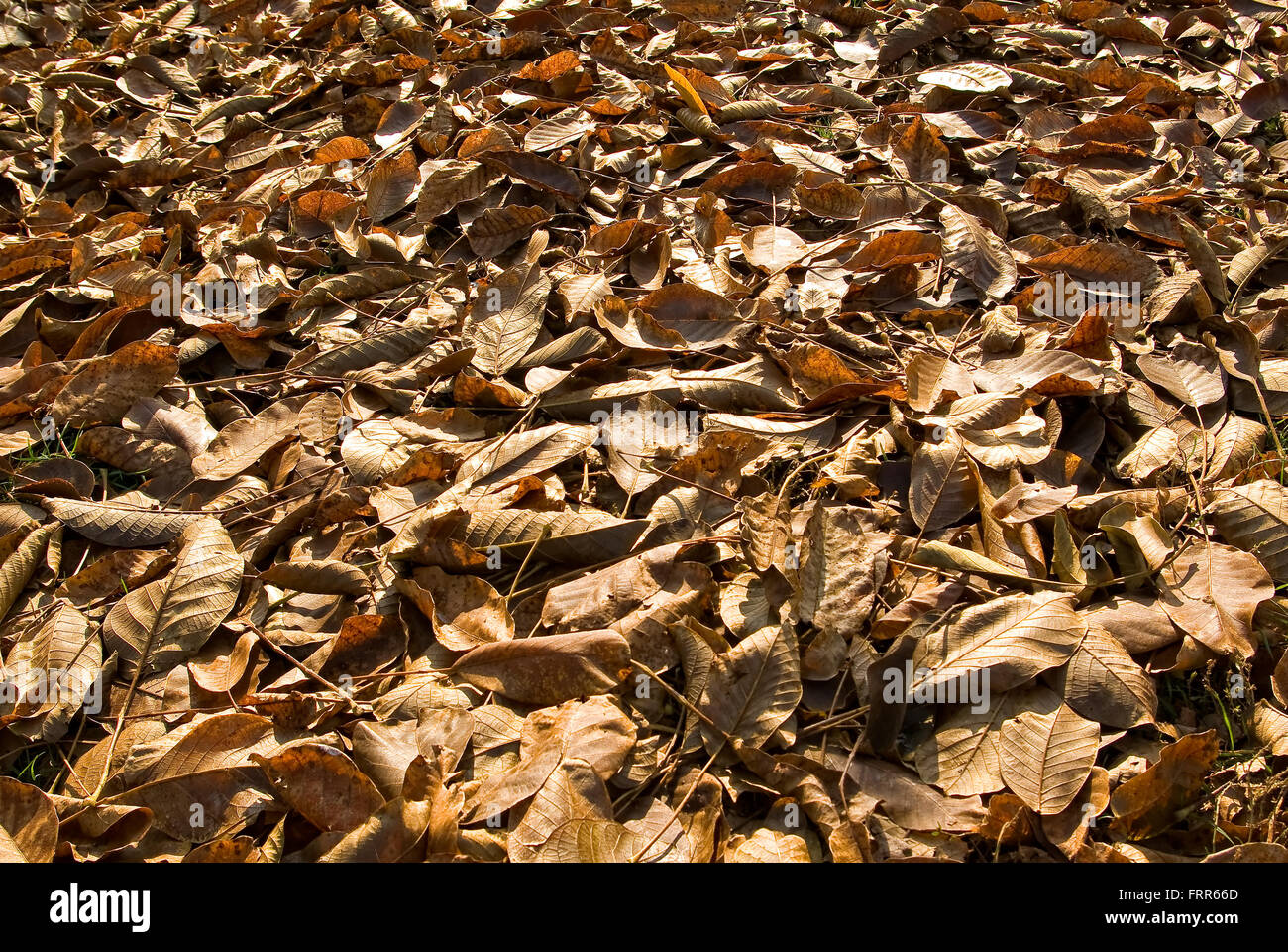 a lot of brown leaves on the ground in autumn Stock Photo - Alamy
