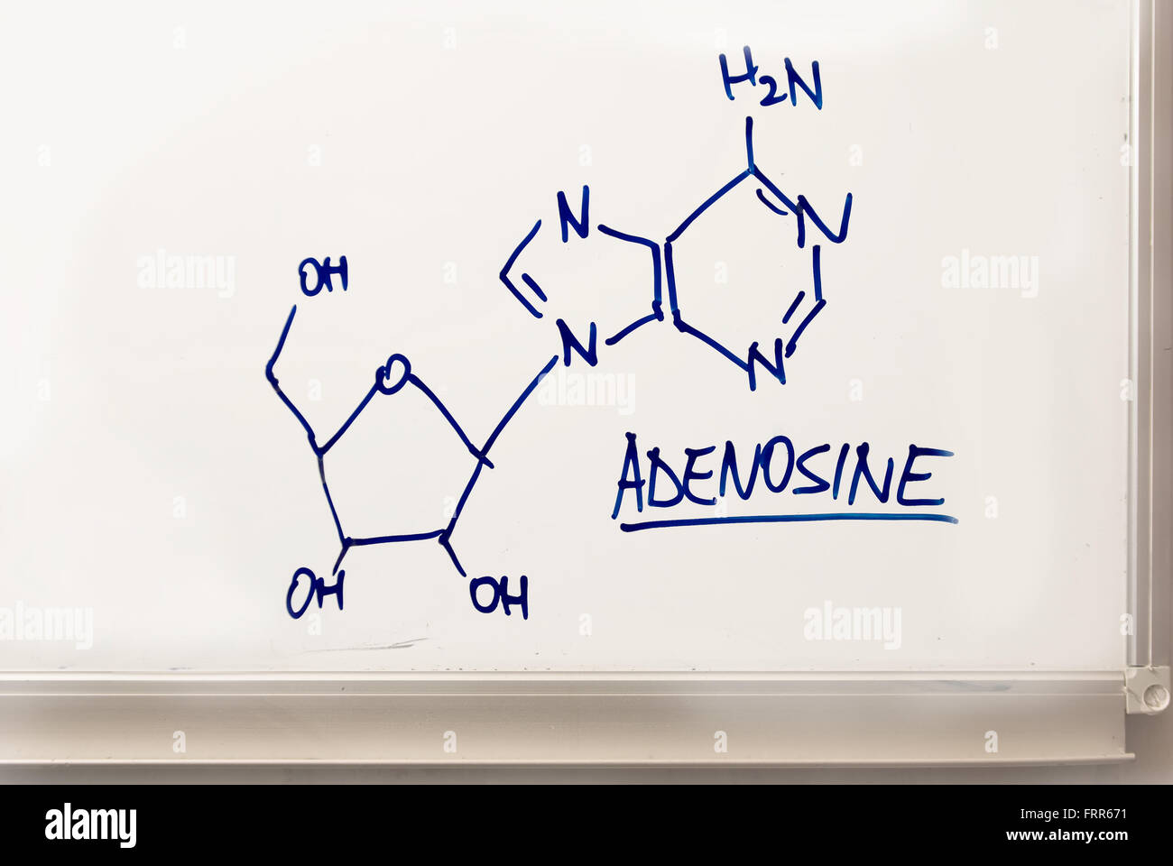 structure of adenosine, one of the four nucleosides in dna Stock Photo ...