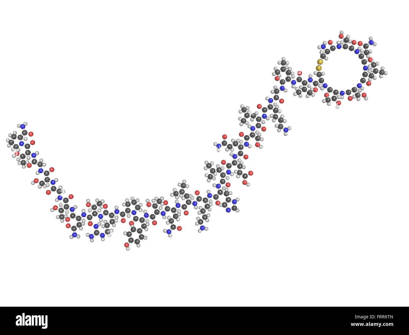 Calcitonin Structure