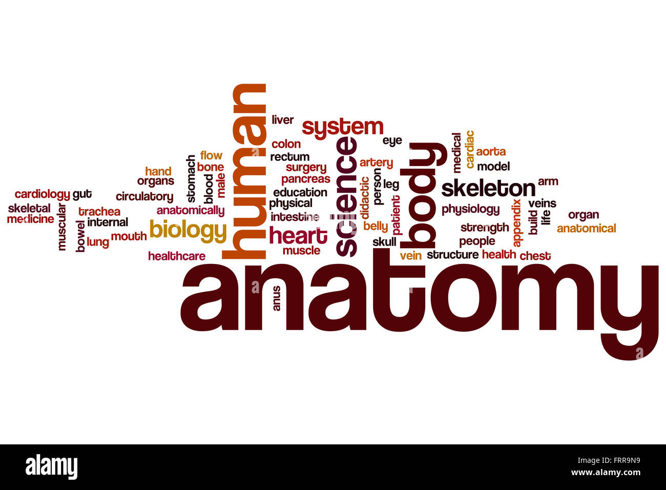 Anatomy word cloud concept Stock Photo - Alamy