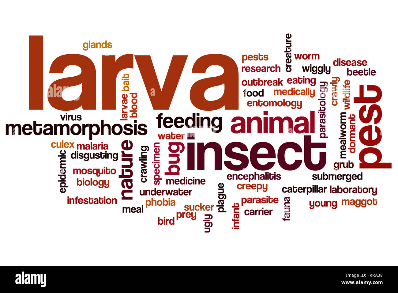 Larva word cloud concept Stock Photo - Alamy