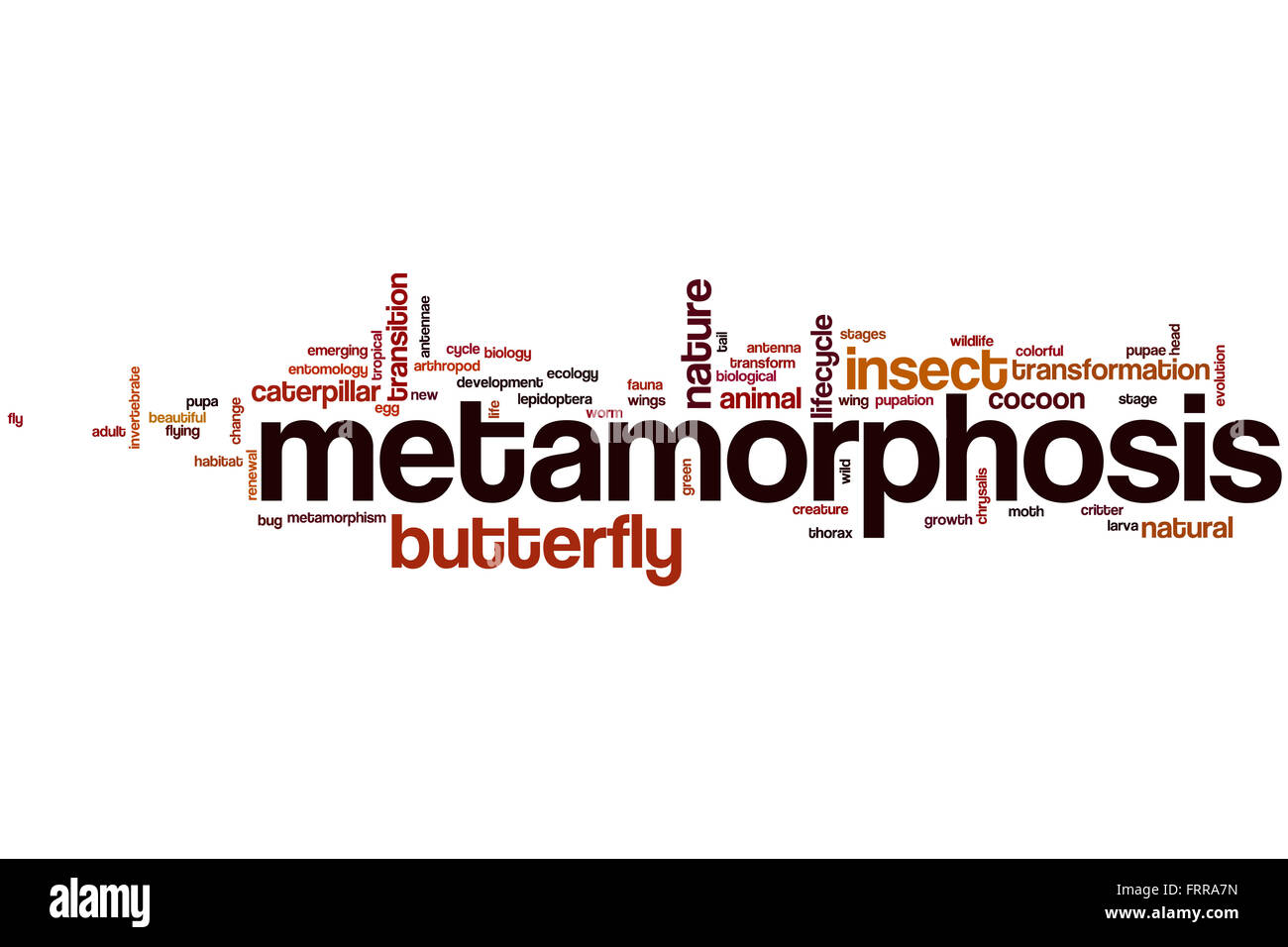 Invertebrate caterpillar egg hi-res stock photography and images - Alamy