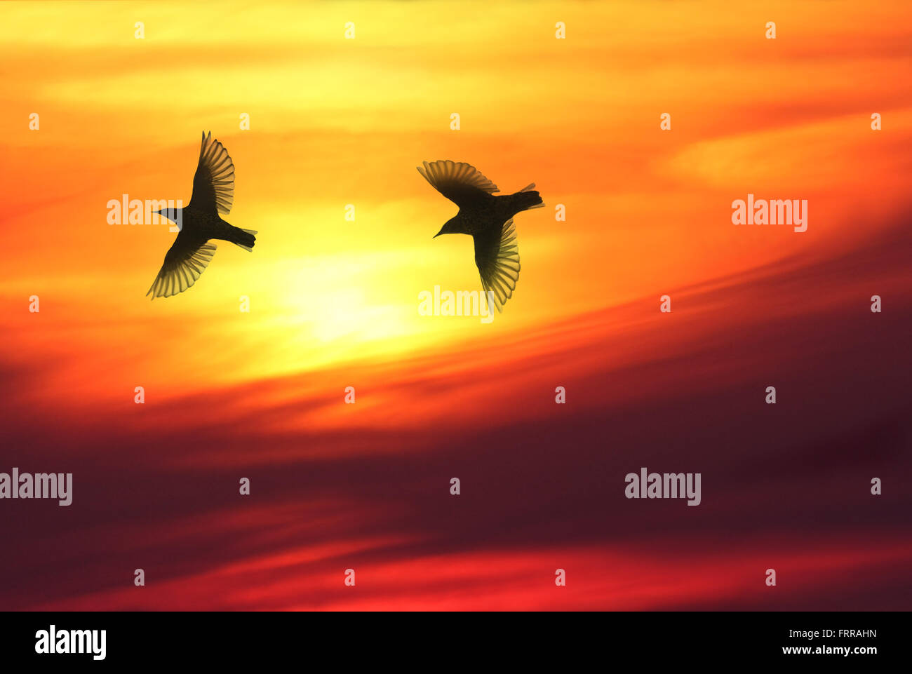 Two birds flying over sky in sunset, warm and beautiful cloudscape in ...