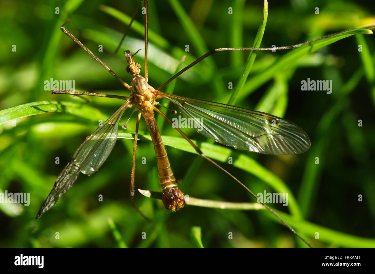 Old Crane fly overview - Tipula sp Stock Photo - Alamy