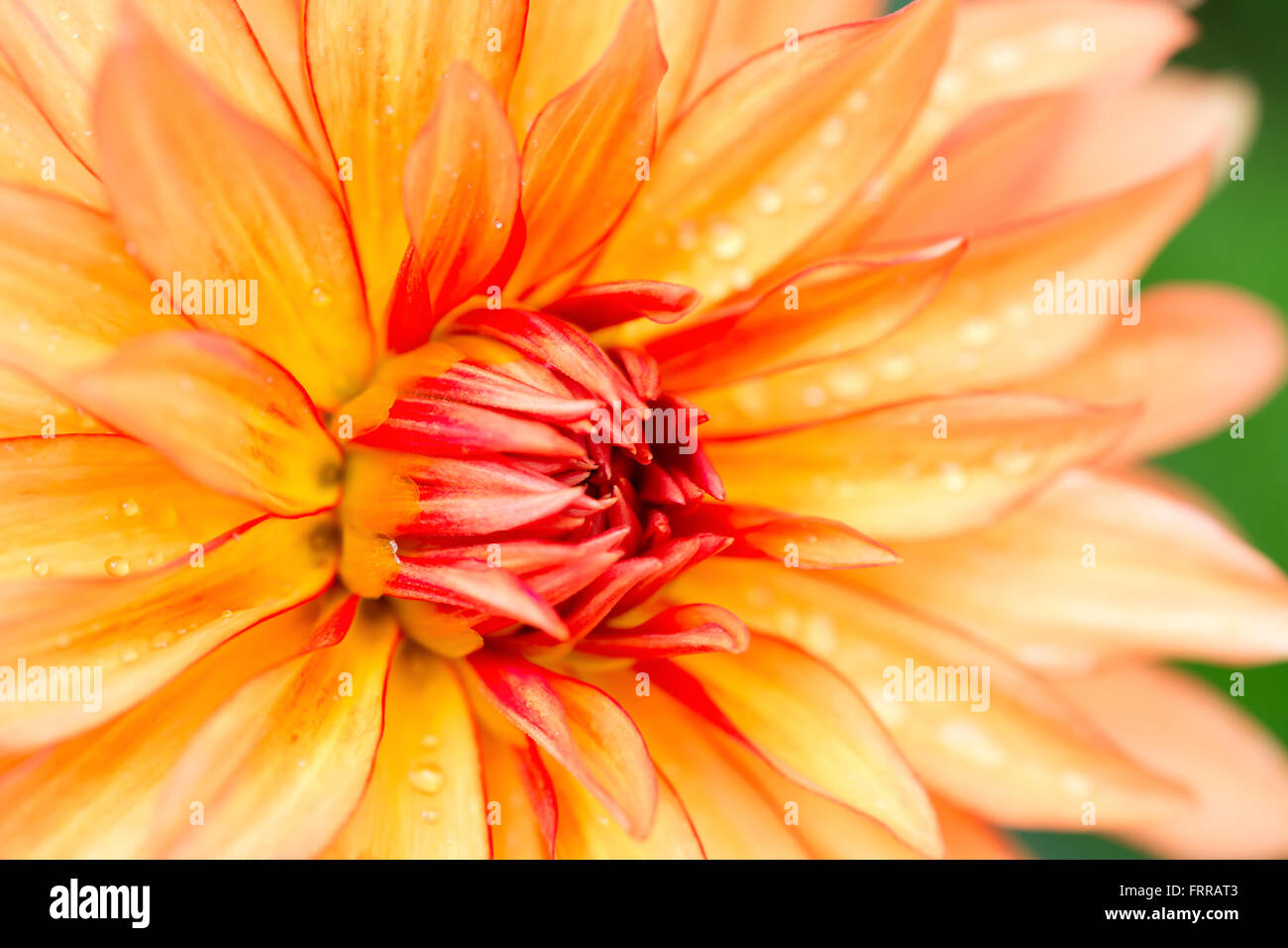 Beautiful orange color dahlia flower hi-res stock photography and ...