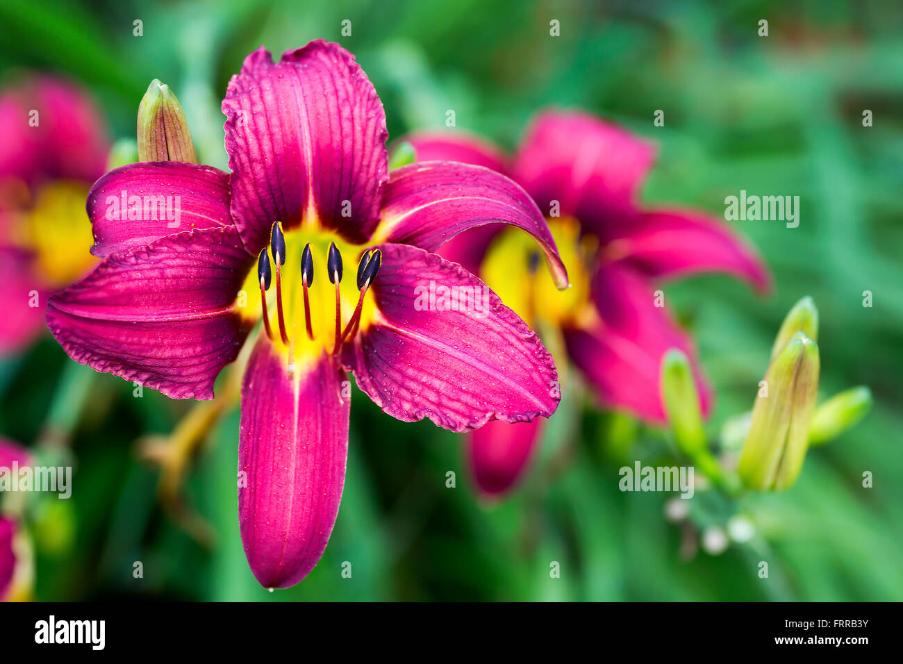 Beautiful daylilies hi-res stock photography and images - Alamy