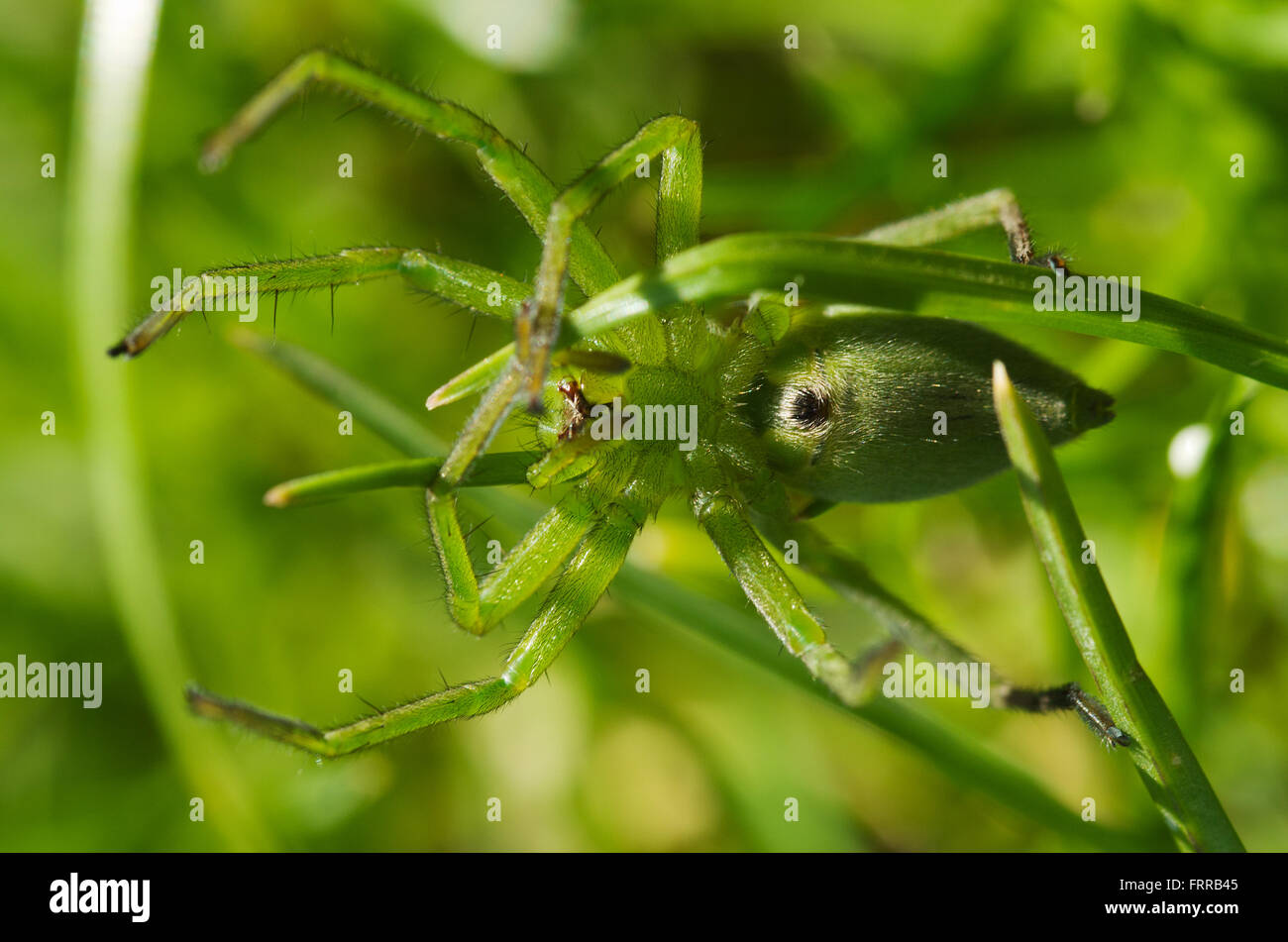 Huntsman spider, ventral view - Micrommata ligurina Stock Photo - Alamy