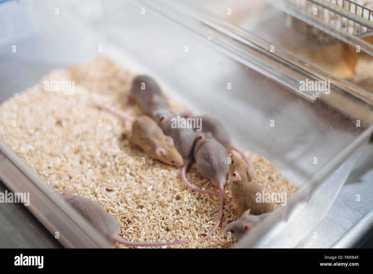 Lab mice hi-res stock photography and images - Alamy