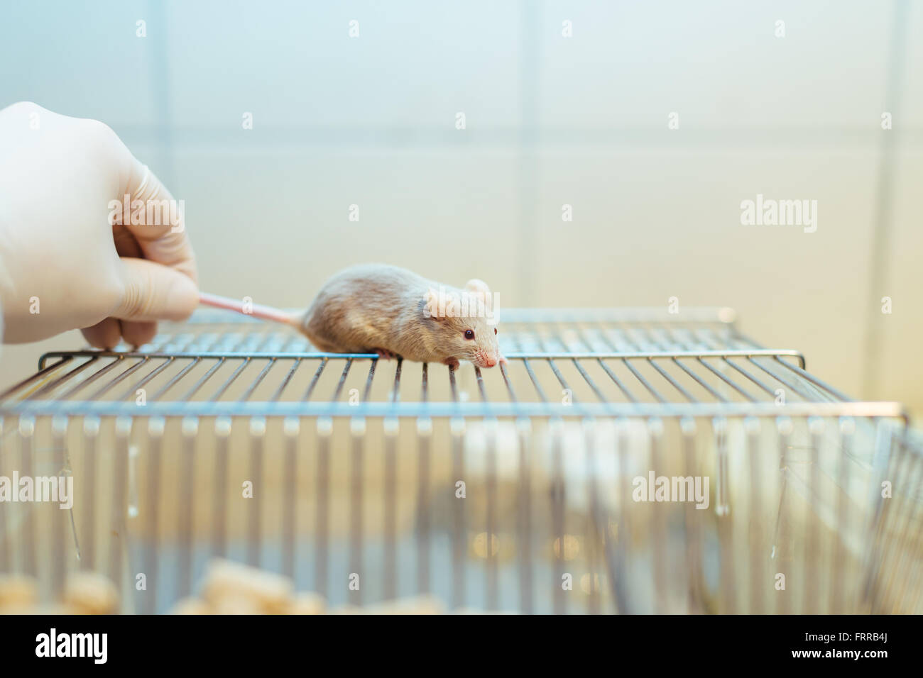 Researcher holding a lab mouse by its tail on the home cage Stock Photo ...