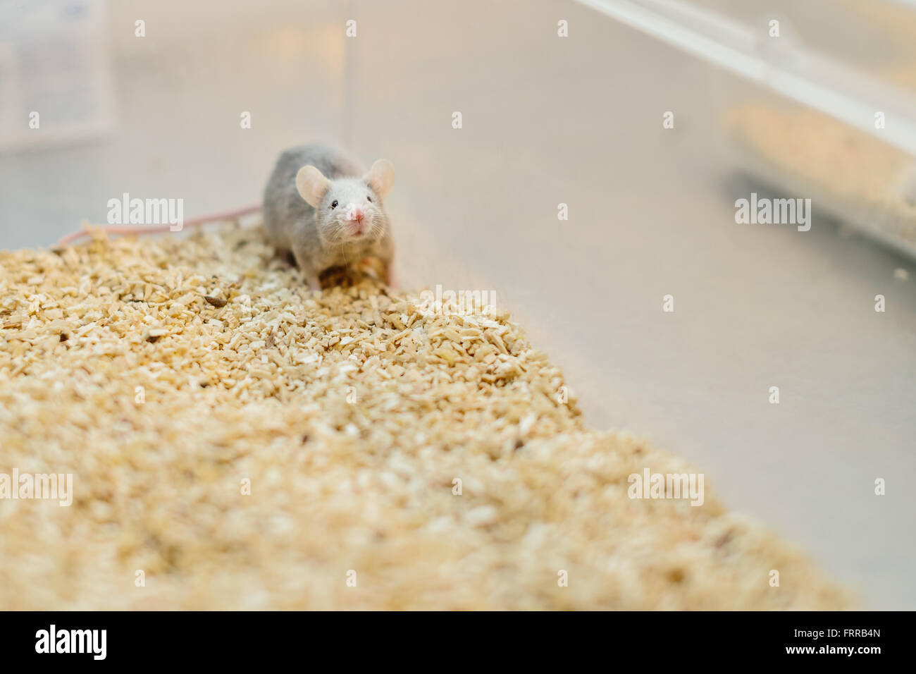 One lab mouse alone in his cage on sawdust sniffing and looking Stock ...