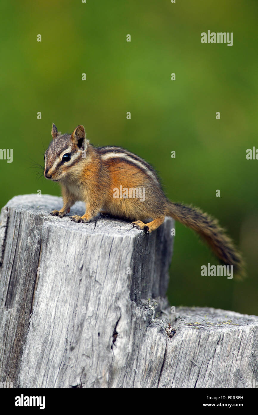 Least chipmunk (Tamias minimus / Neotamias minimus) on wooden fence ...