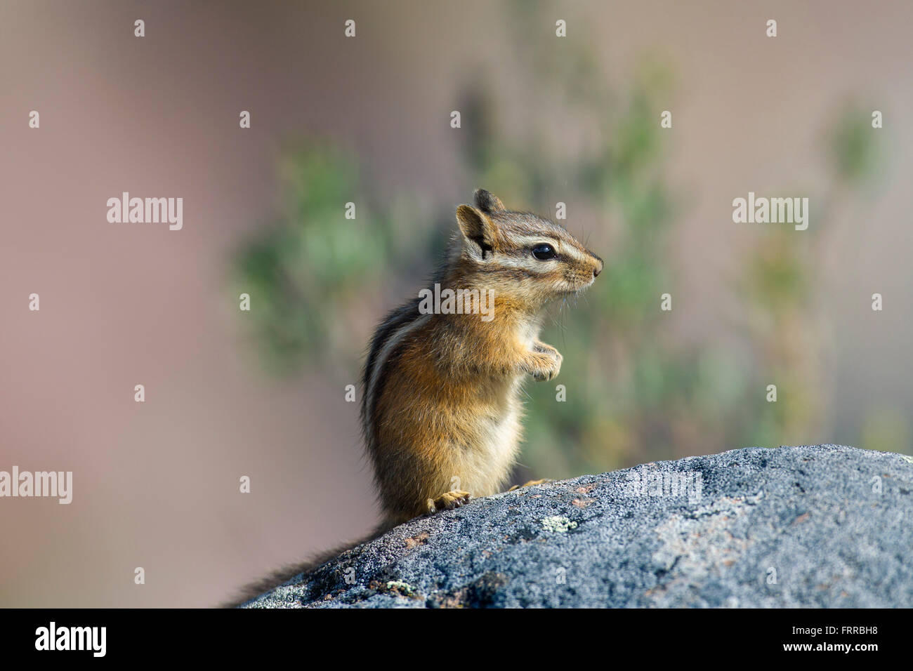 Least chipmunk (Tamias minimus / Neotamias minimus) on rock, native to ...