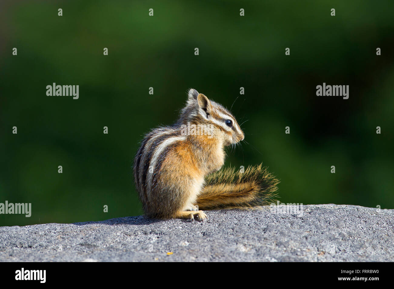 Least chipmunk (Tamias minimus / Neotamias minimus) on rock, native to ...