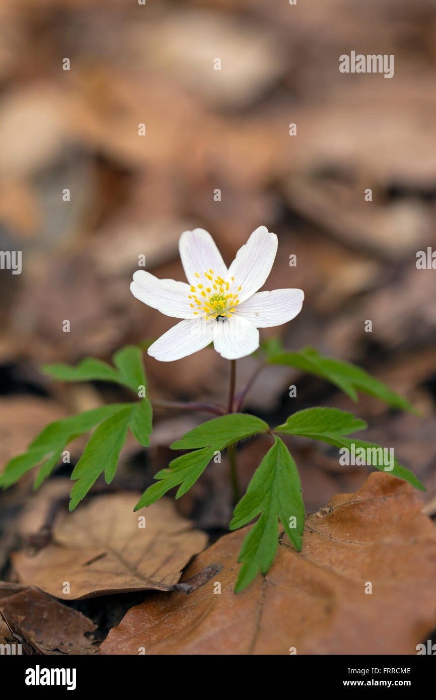 Anemone leaves hi-res stock photography and images - Alamy