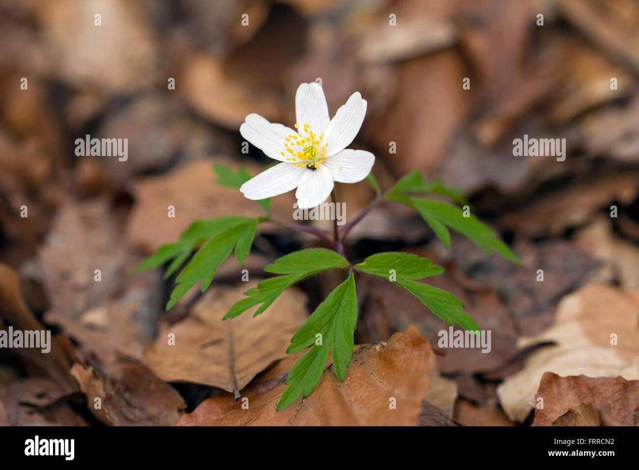 Anemone leaves hi-res stock photography and images - Alamy