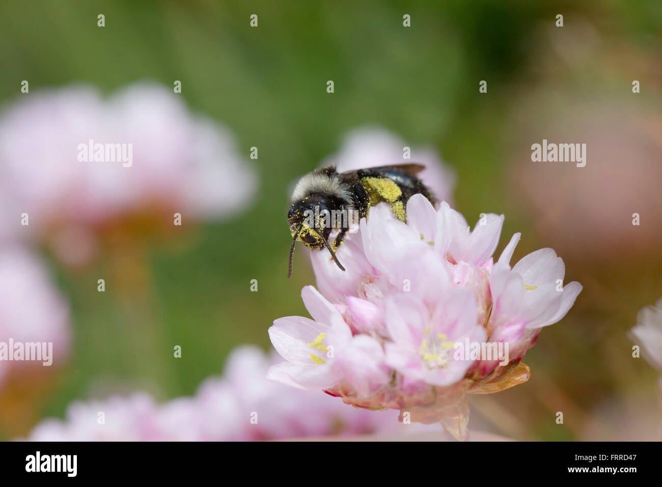 Ashy Mining Bee; Andrena cineraria Single on Thrift Flower Cornwall; UK ...