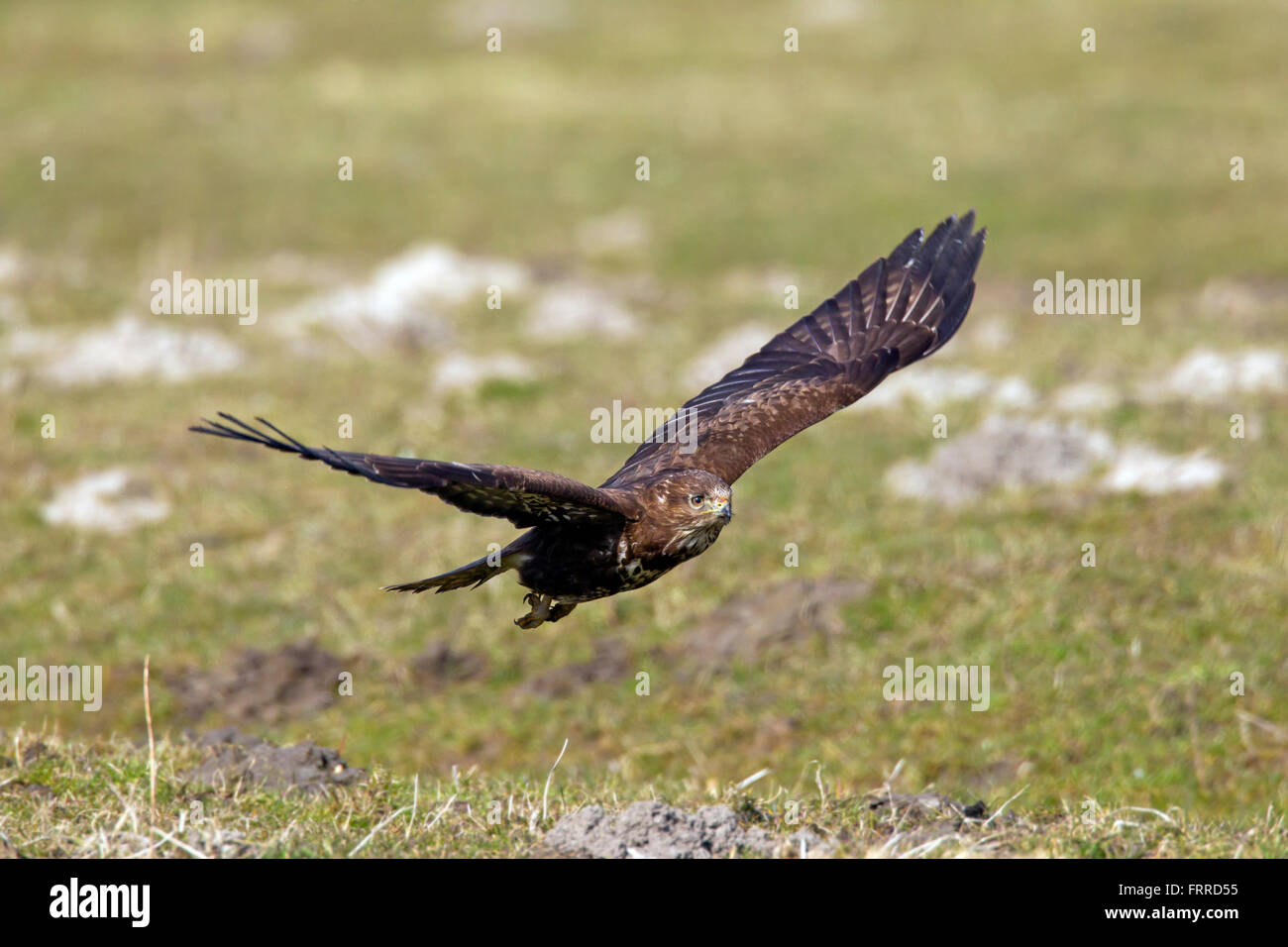 Common buzzards flying hi-res stock photography and images - Alamy