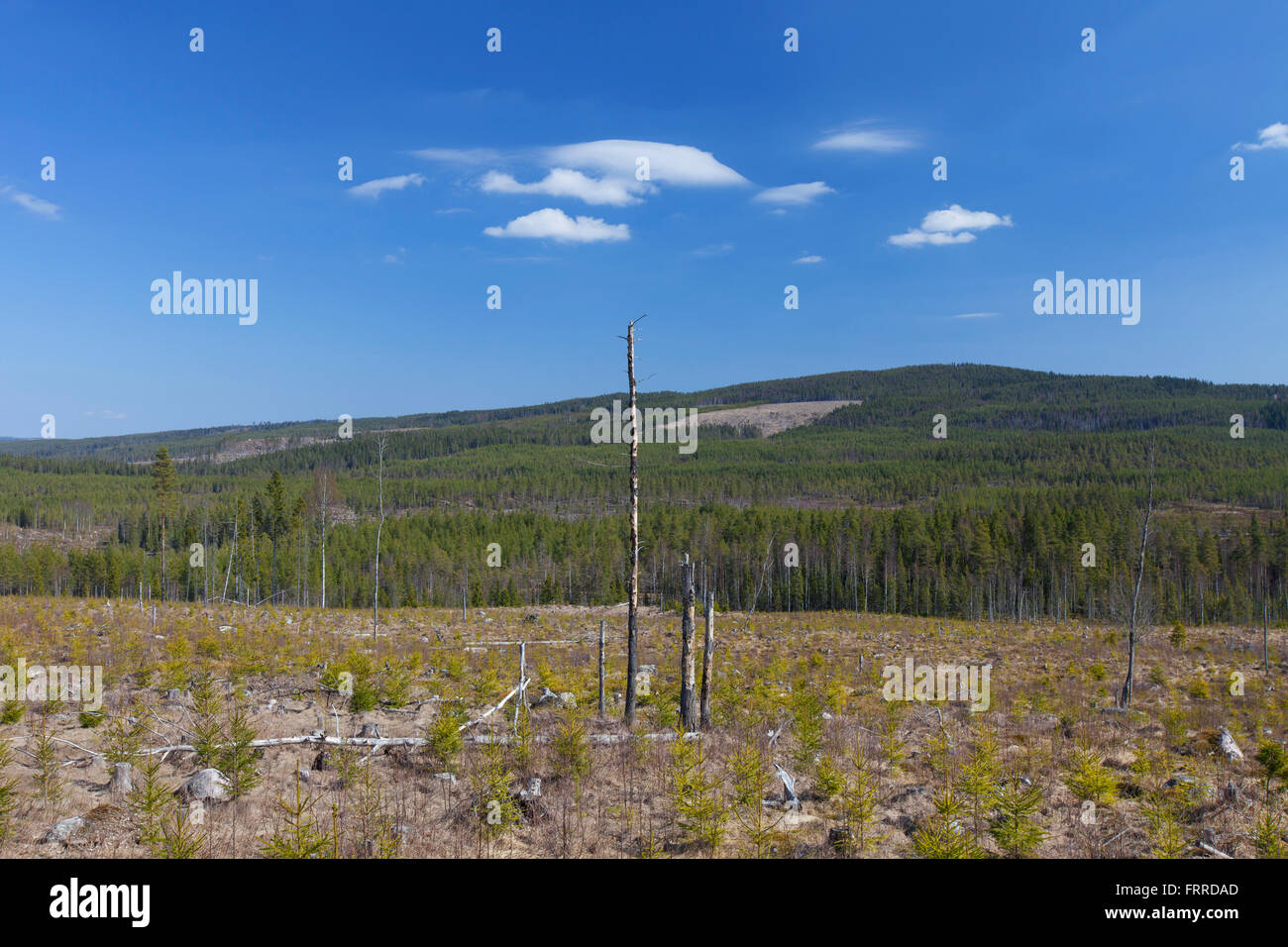Reforestation hi-res stock photography and images - Alamy