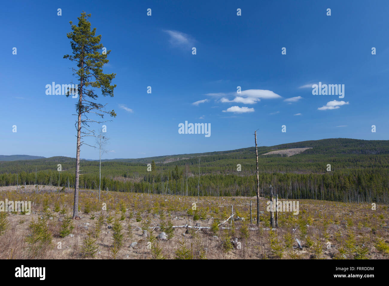 Timber industry saplings hi-res stock photography and images - Alamy