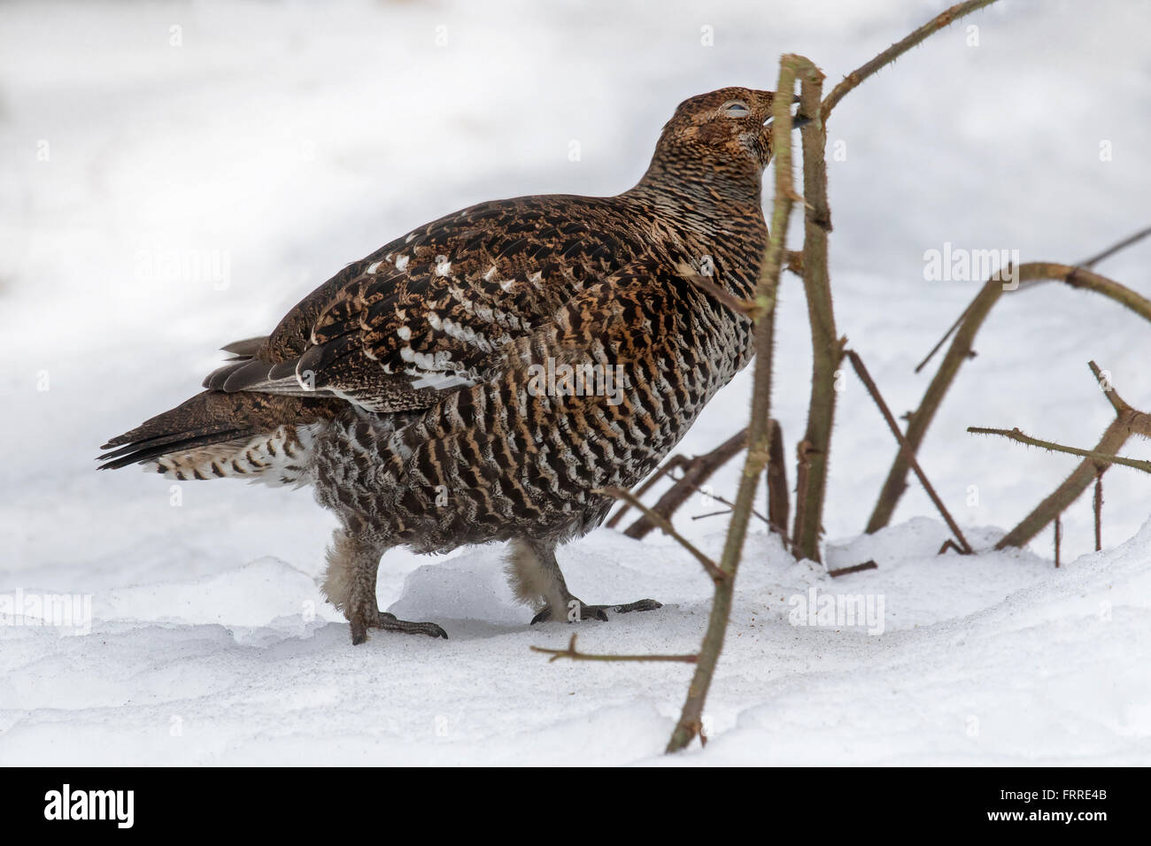 Black grouse (Lyrurus tetrix / Tetrao tetrix) female foraging in forest ...