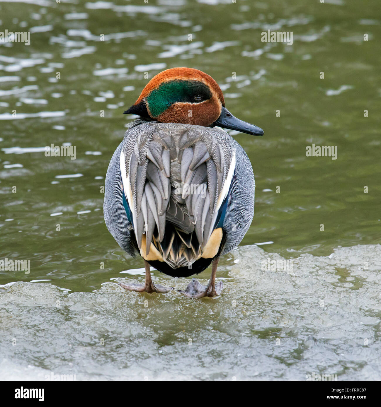 Eurasian teal / common teal (Anas crecca) male resting on ice of frozen ...