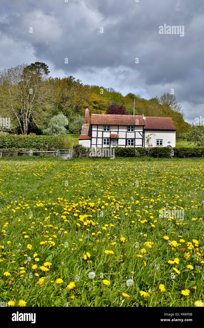Meadow vista hi-res stock photography and images - Alamy