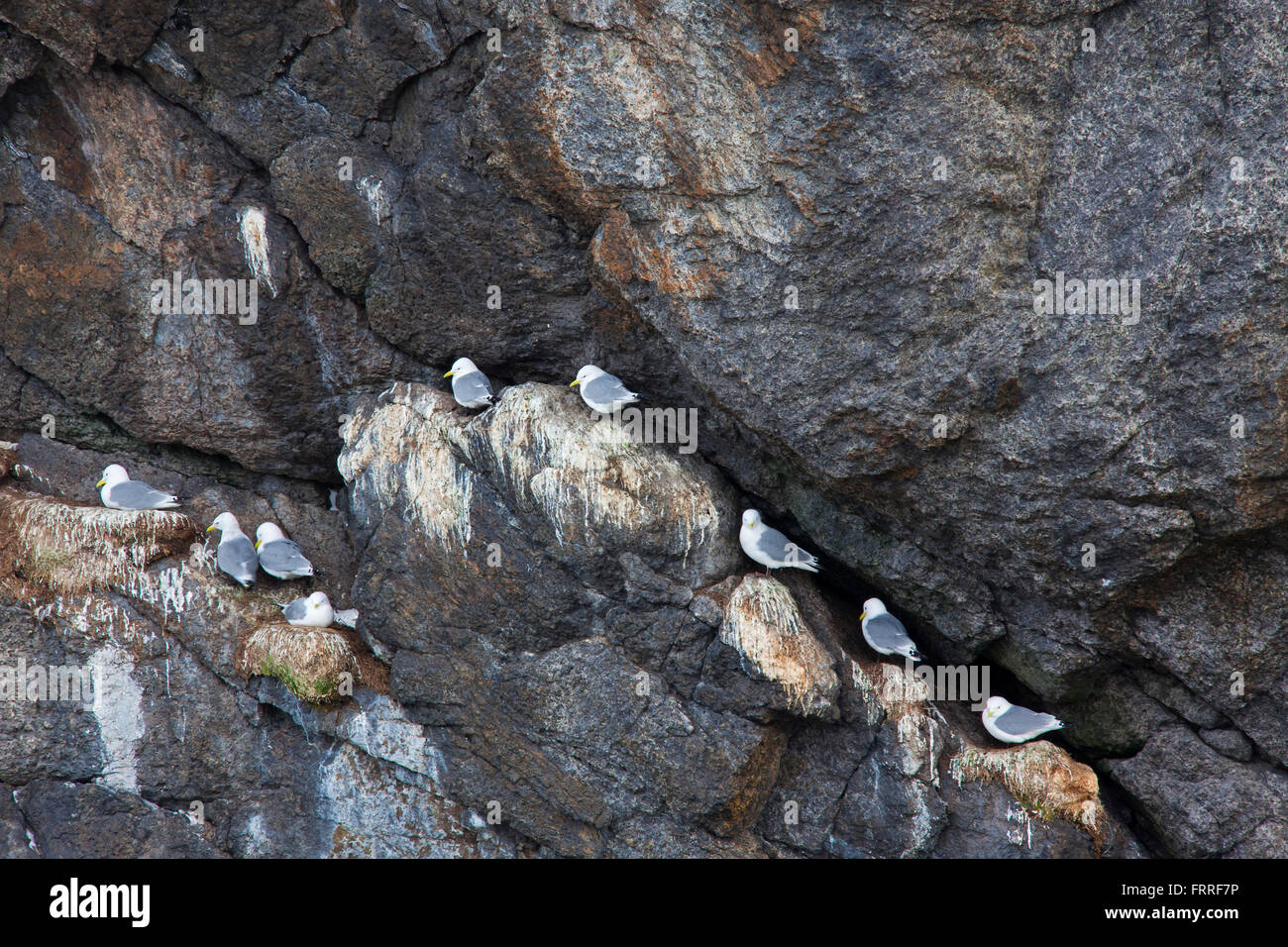Cliff nesting birds hi-res stock photography and images - Alamy