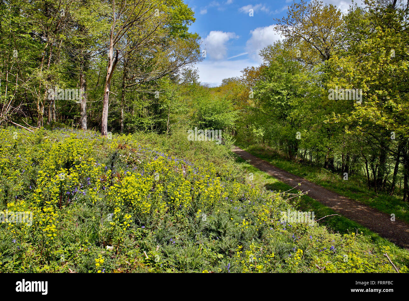 Haugh Wood; Herefordshire; UK Stock Photo - Alamy