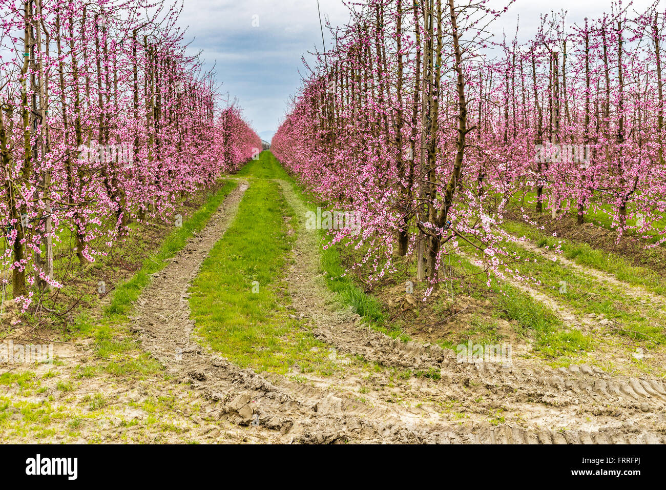 modern agriculture organizes fields into regular geometries of orchards ...