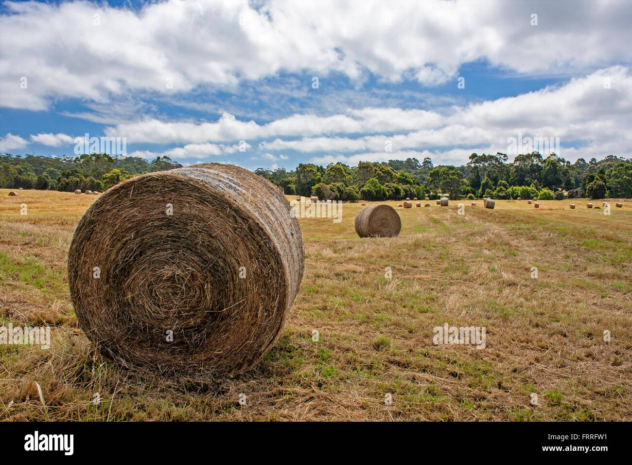 Hay making hi-res stock photography and images - Alamy