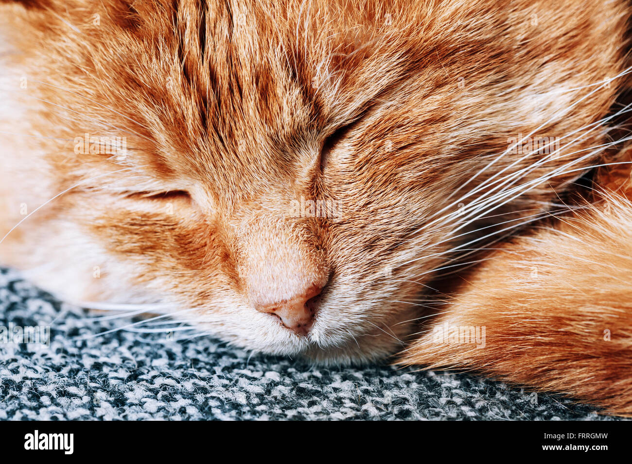 Cat face close up sleeping hi-res stock photography and images - Alamy