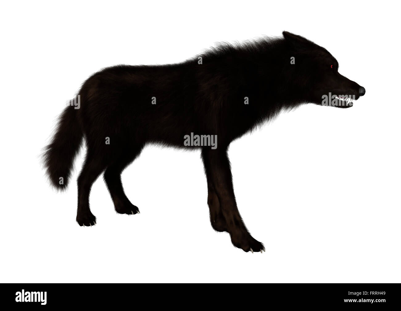 Digital render of a black wolf isolated on white background Stock Photo ...