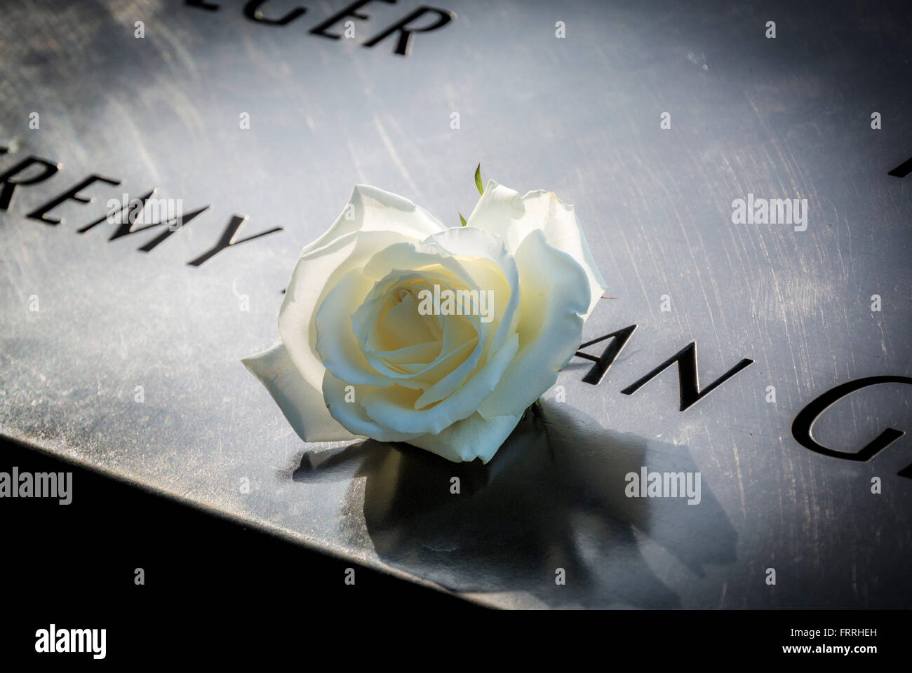 Memorial rose hi-res stock photography and images - Alamy