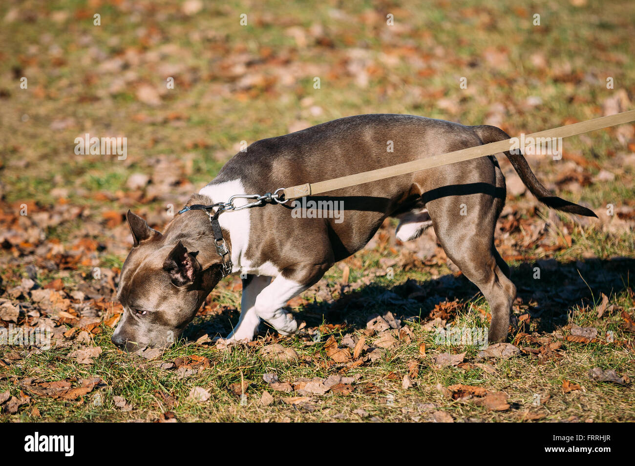 Can A American Staffordshire Terrier Live In Canada